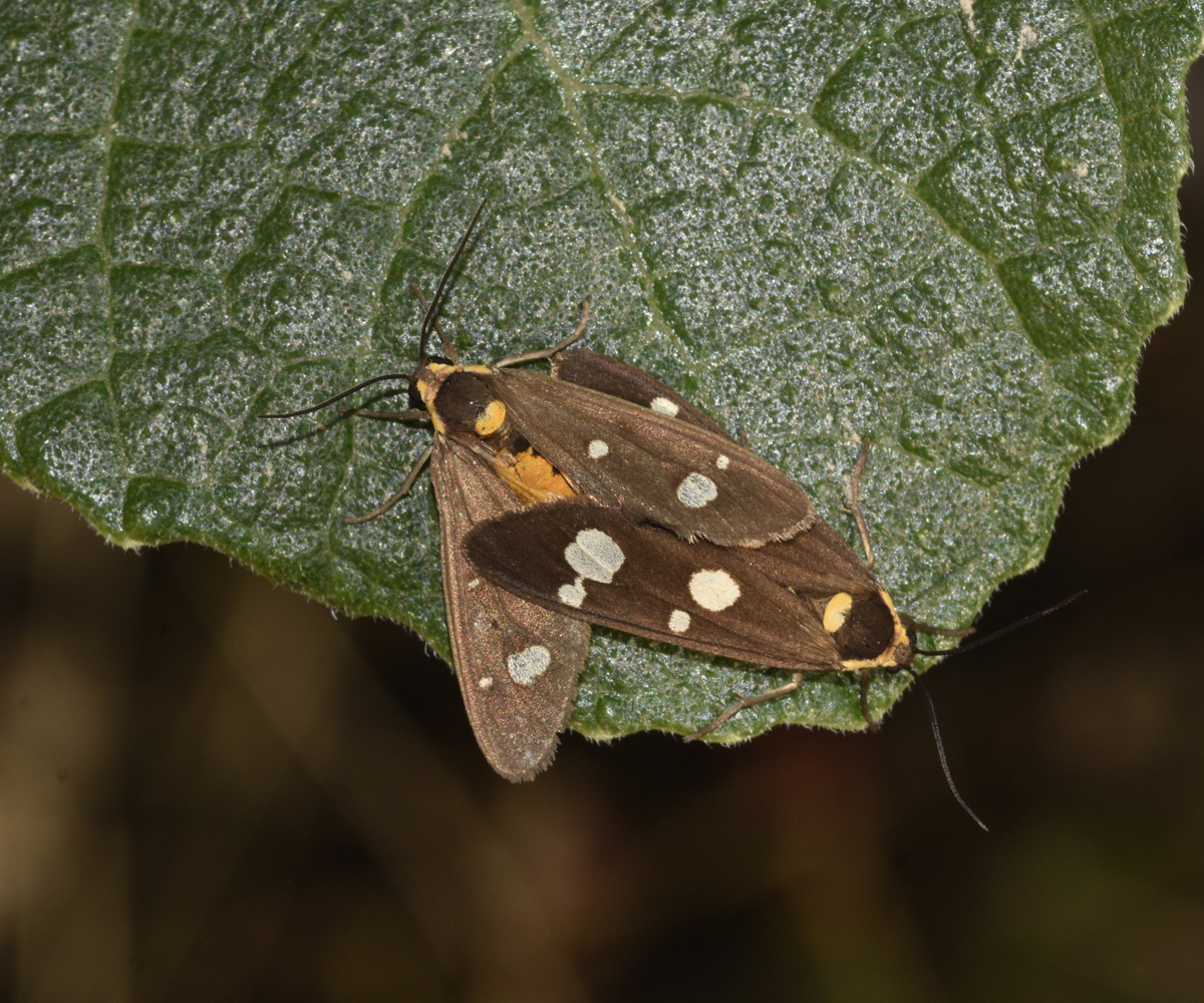 Dysauxes famula (Erebidae) - Butterflies of Crete