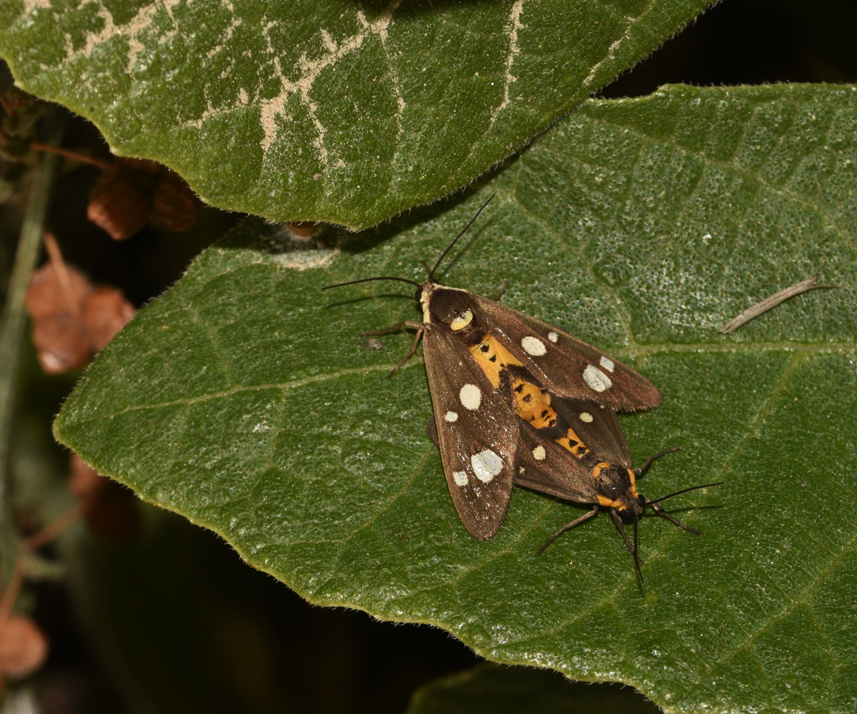 Dysauxes famula (Erebidae) - Butterflies of Crete