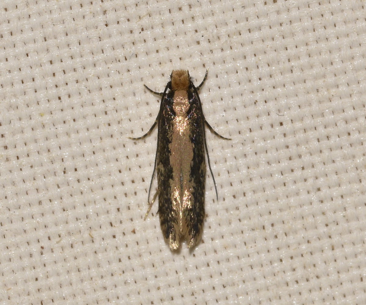 Monopis crocicapitella (Tineidae) - Butterflies of Crete
