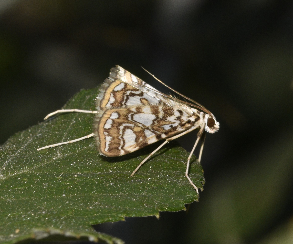 Elophila nymphaeata (Crambidae) - Butterflies of Crete