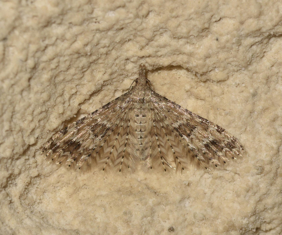 Alucita desmodactyla (Alucitidae) - Butterflies of Crete