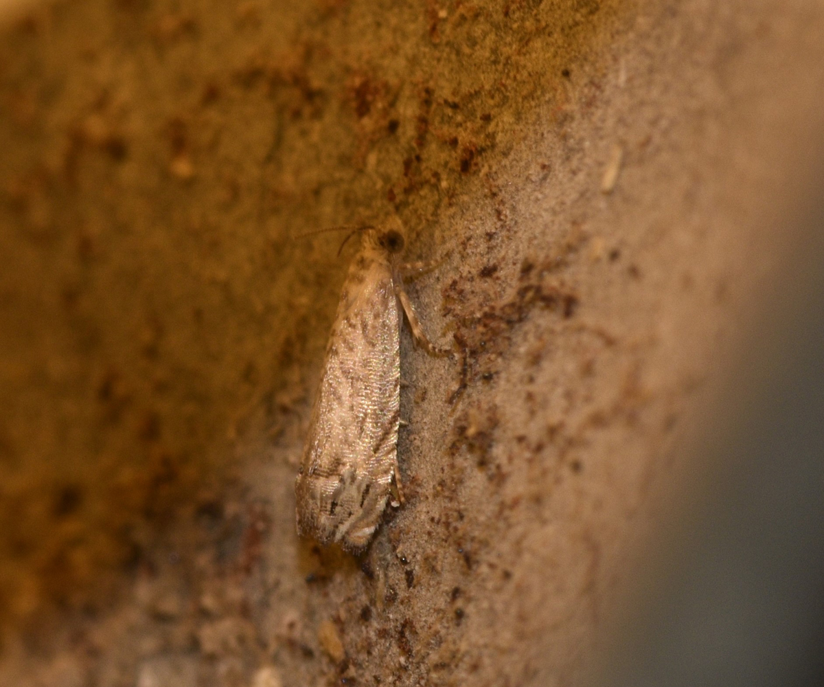 Selania capparidana (Tortricidae) - Butterflies of Crete