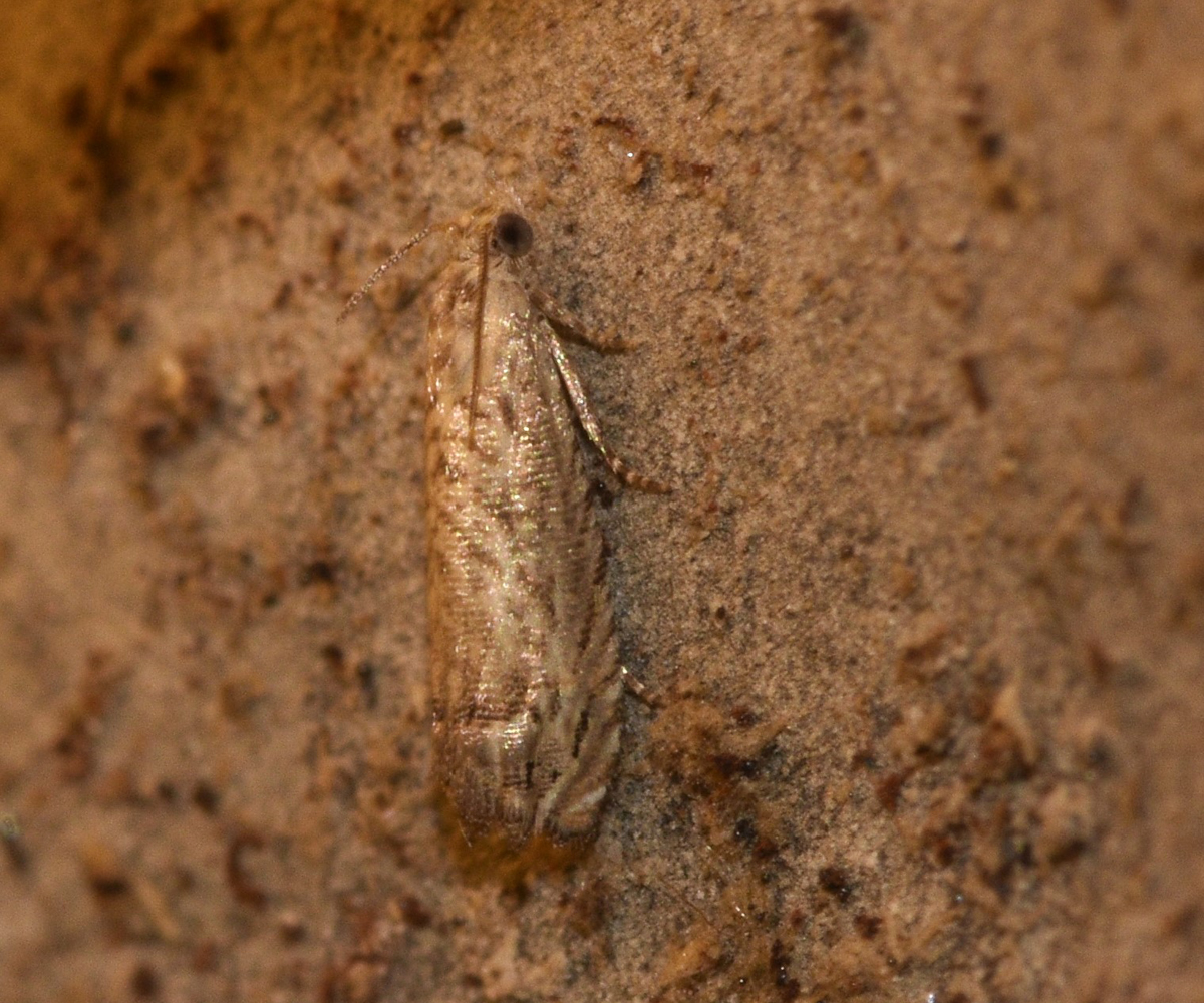 Selania capparidana (Tortricidae) - Butterflies of Crete