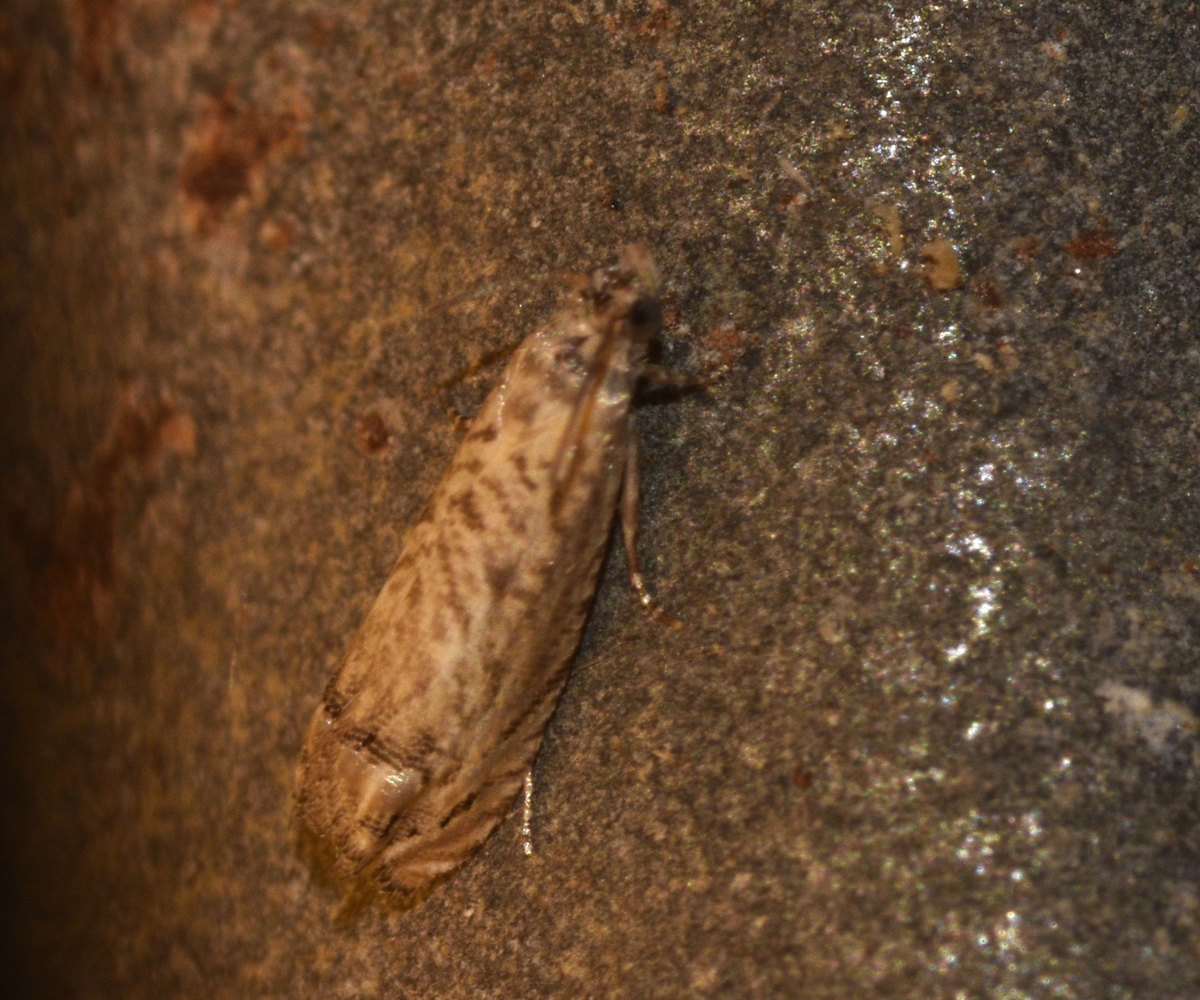 Selania capparidana (Tortricidae) - Butterflies of Crete