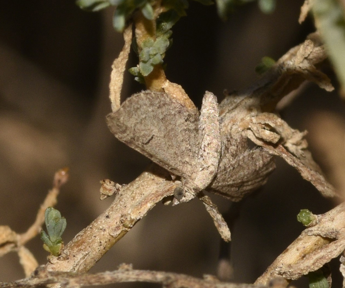 Eupithecia ultimaria (Geometridae) - Butterflies of Crete