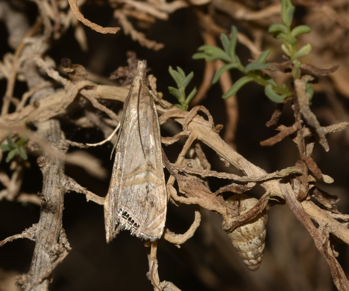 Euchromius ocellea (Crambidae) - Butterflies of Crete