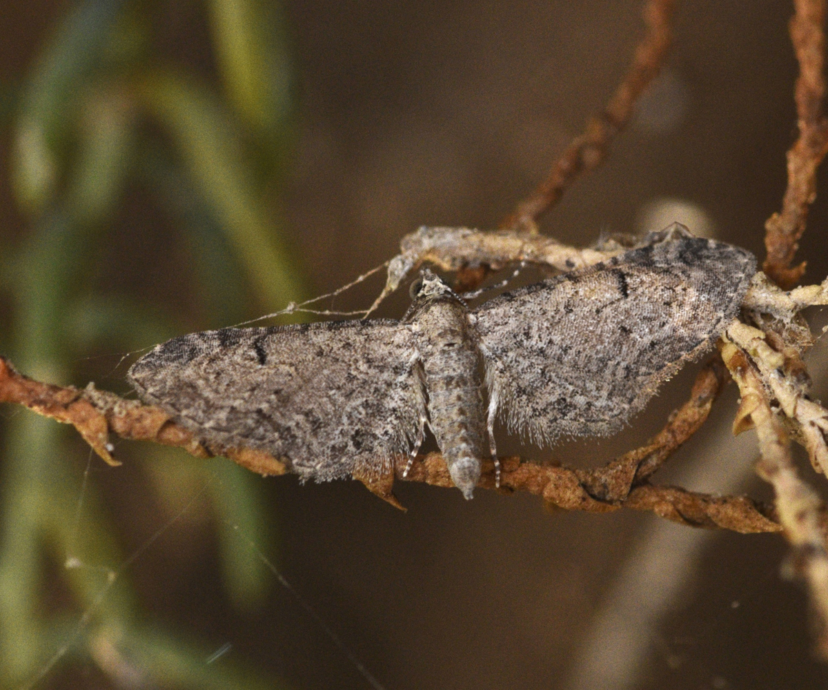 Eupithecia ultimaria (Geometridae) - Butterflies of Crete