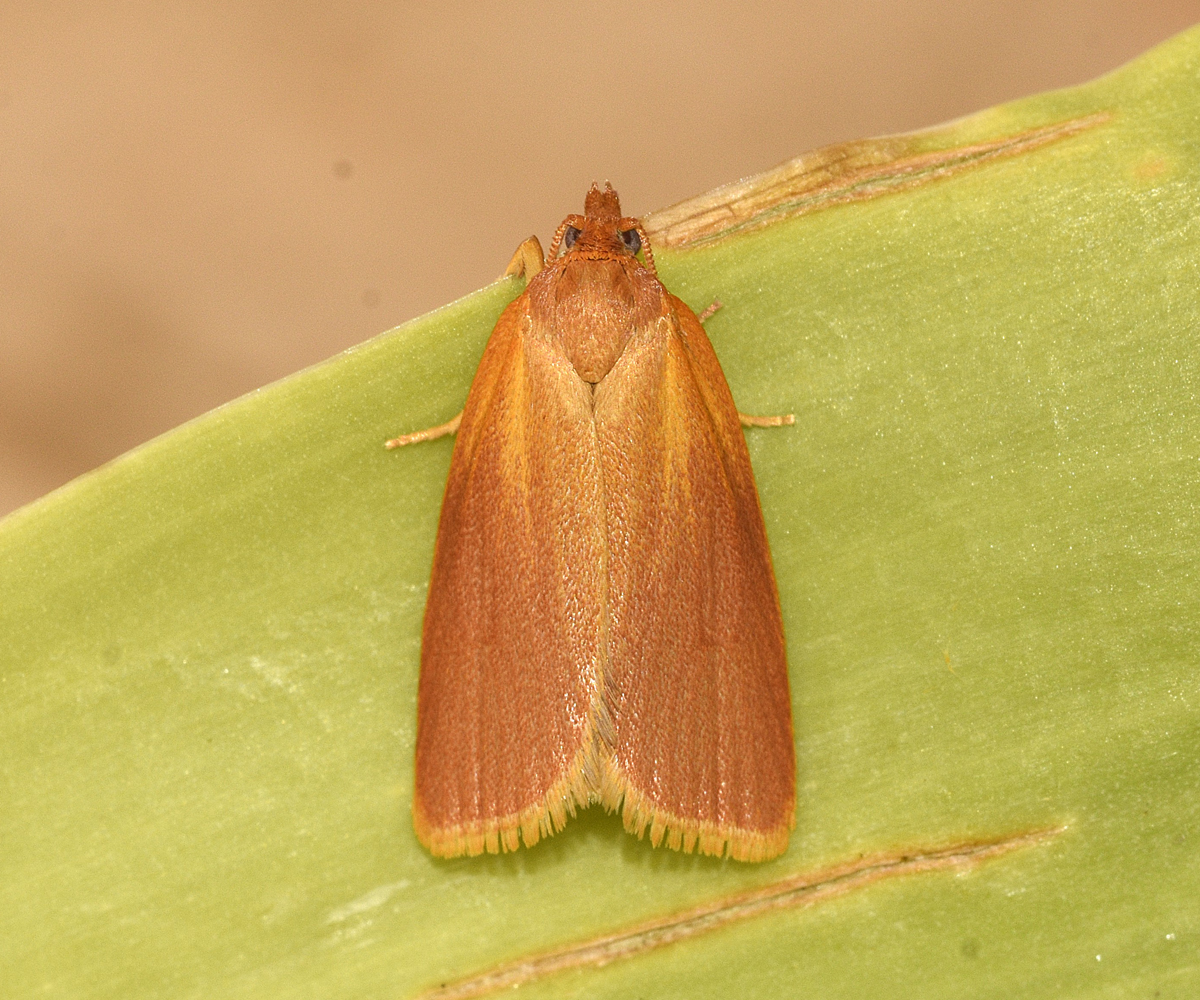 Aphelia peramplana (Tortricidae) - Butterflies of Crete