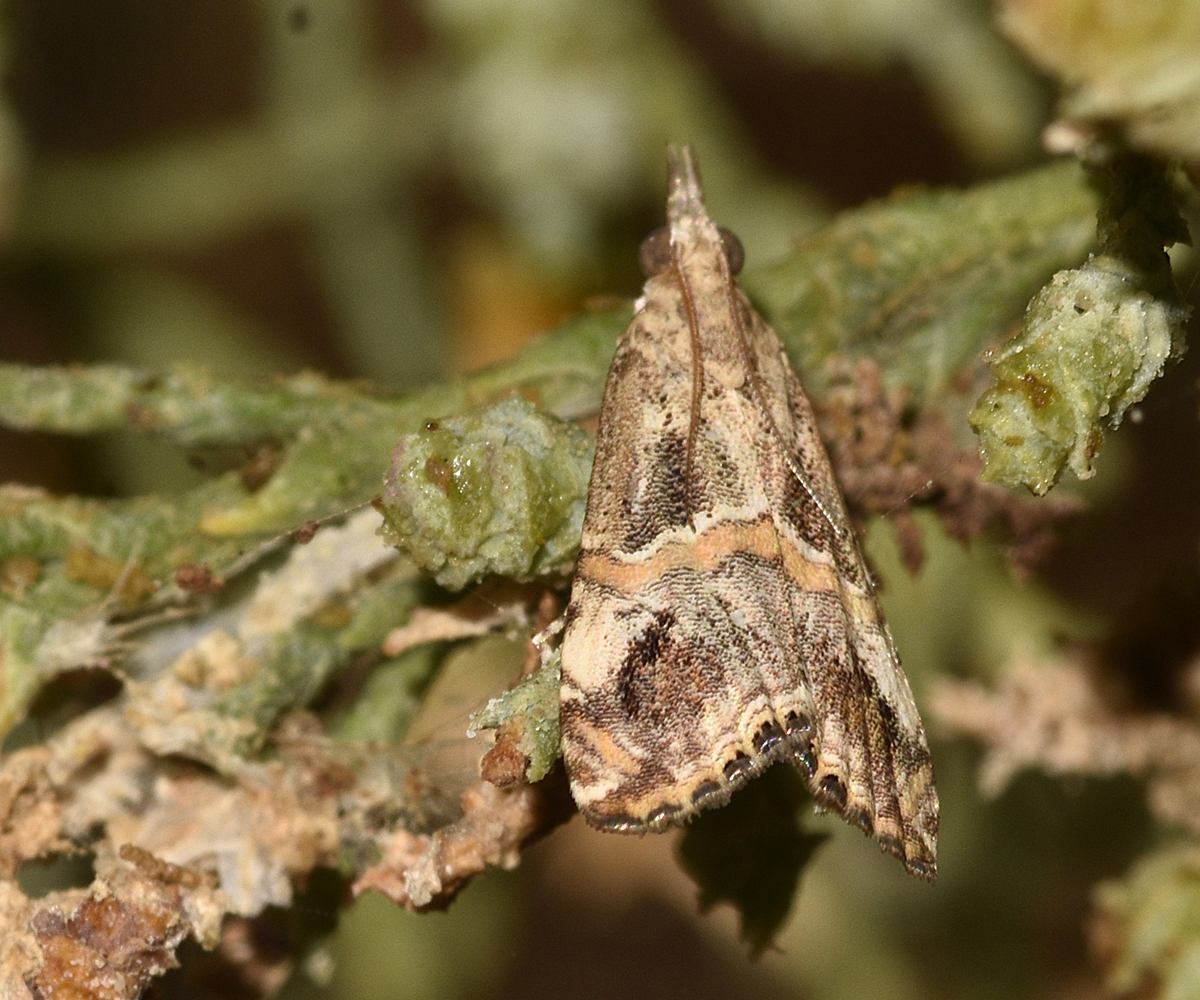 Euchromius cambridgei (Crambidae) - Butterflies of Crete
