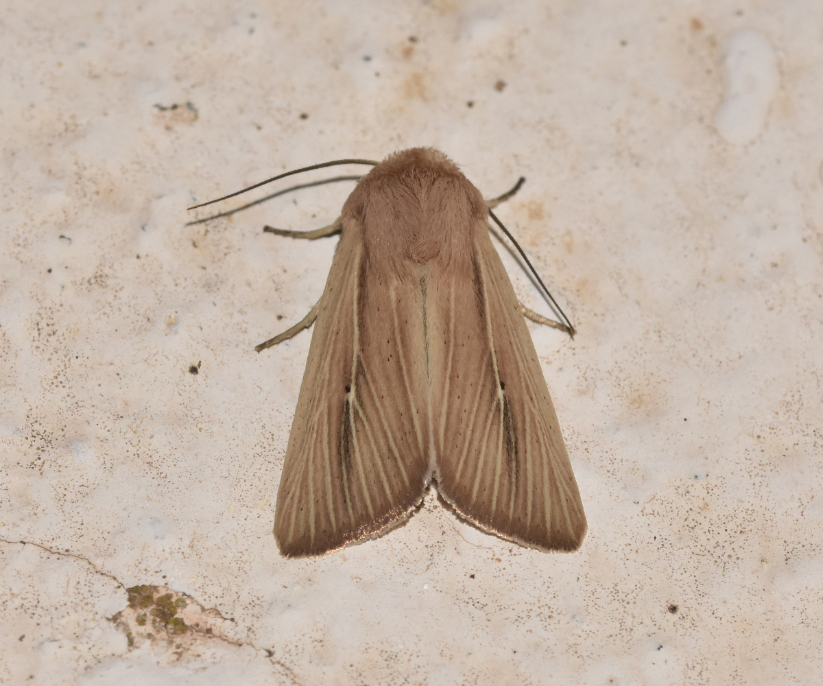 Mythimna sicula (Noctuidae) - Butterflies of Crete